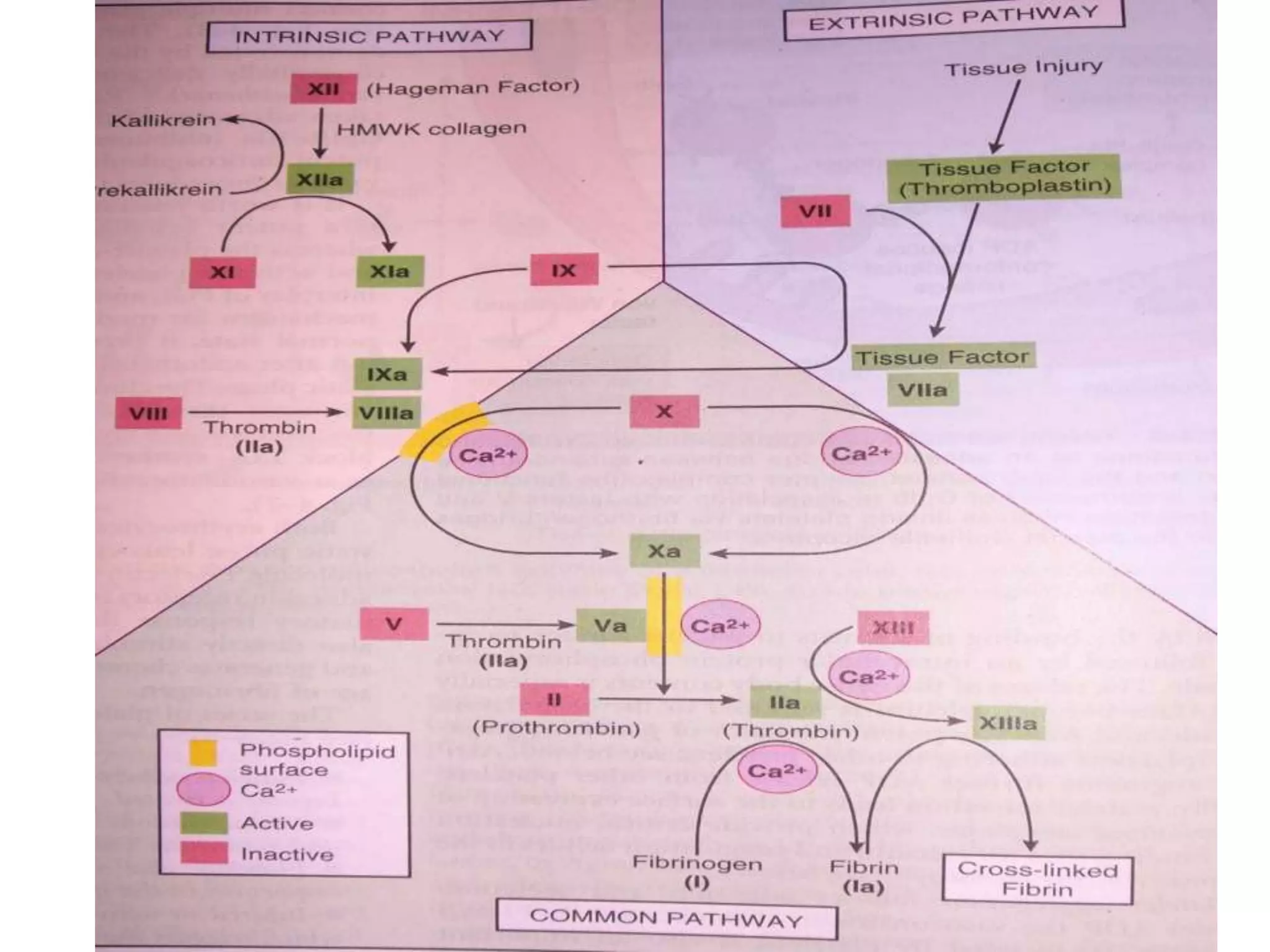 Hemorrhagic diathesis i (bleeding disorders) | PPTX