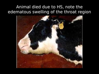 Hemorrhagic septicemia | PDF