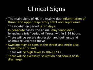 Hemorrhagic septicemia | PDF