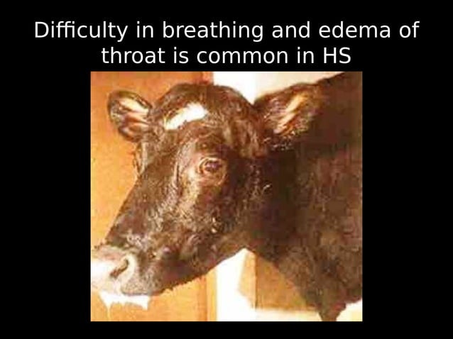 Hemorrhagic septicemia