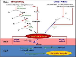 Mechanism of Blood Coagulation | PPTX