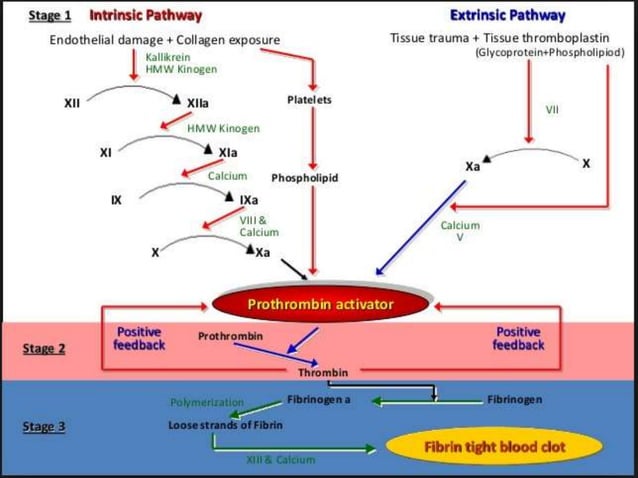 Mechanism of Blood Coagulation | PPTX | Blood Disorders | Diseases and ...