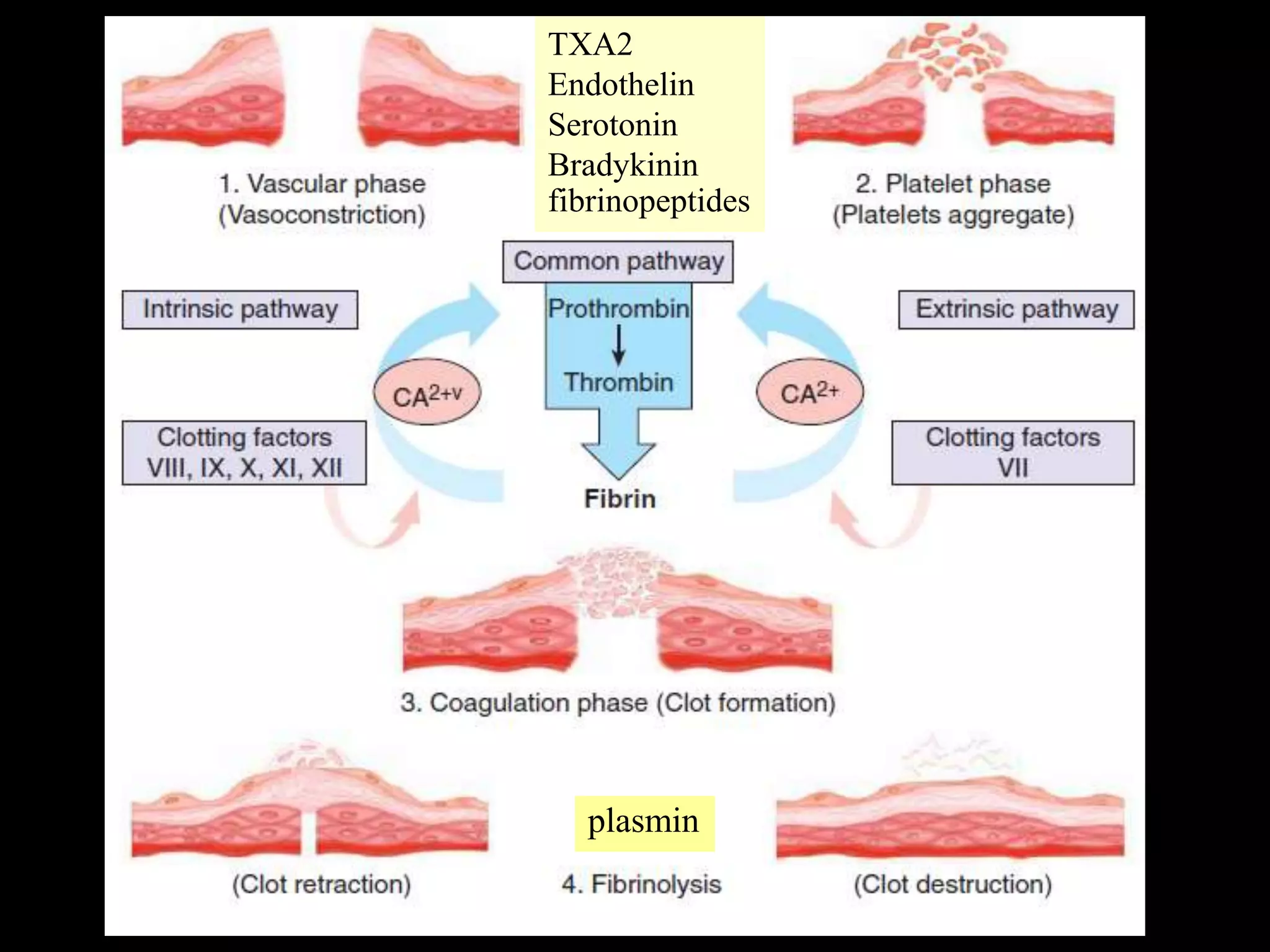 Hemostasis, Surgical bleedin, and Transfusion | PPTX