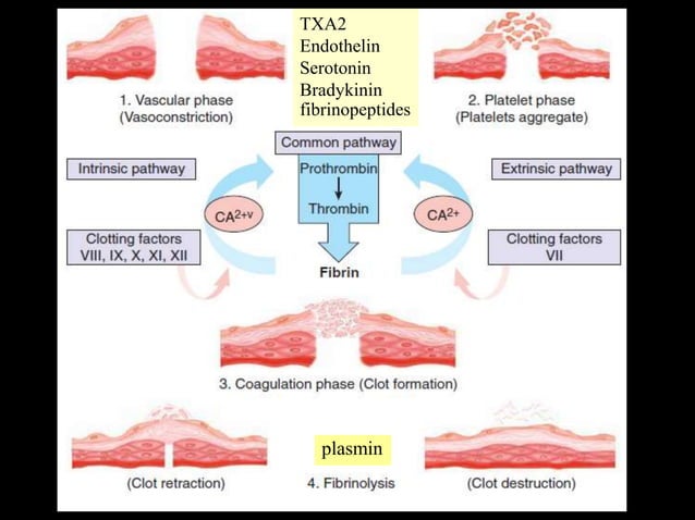 Hemostasis, Surgical bleedin, and Transfusion | PPTX