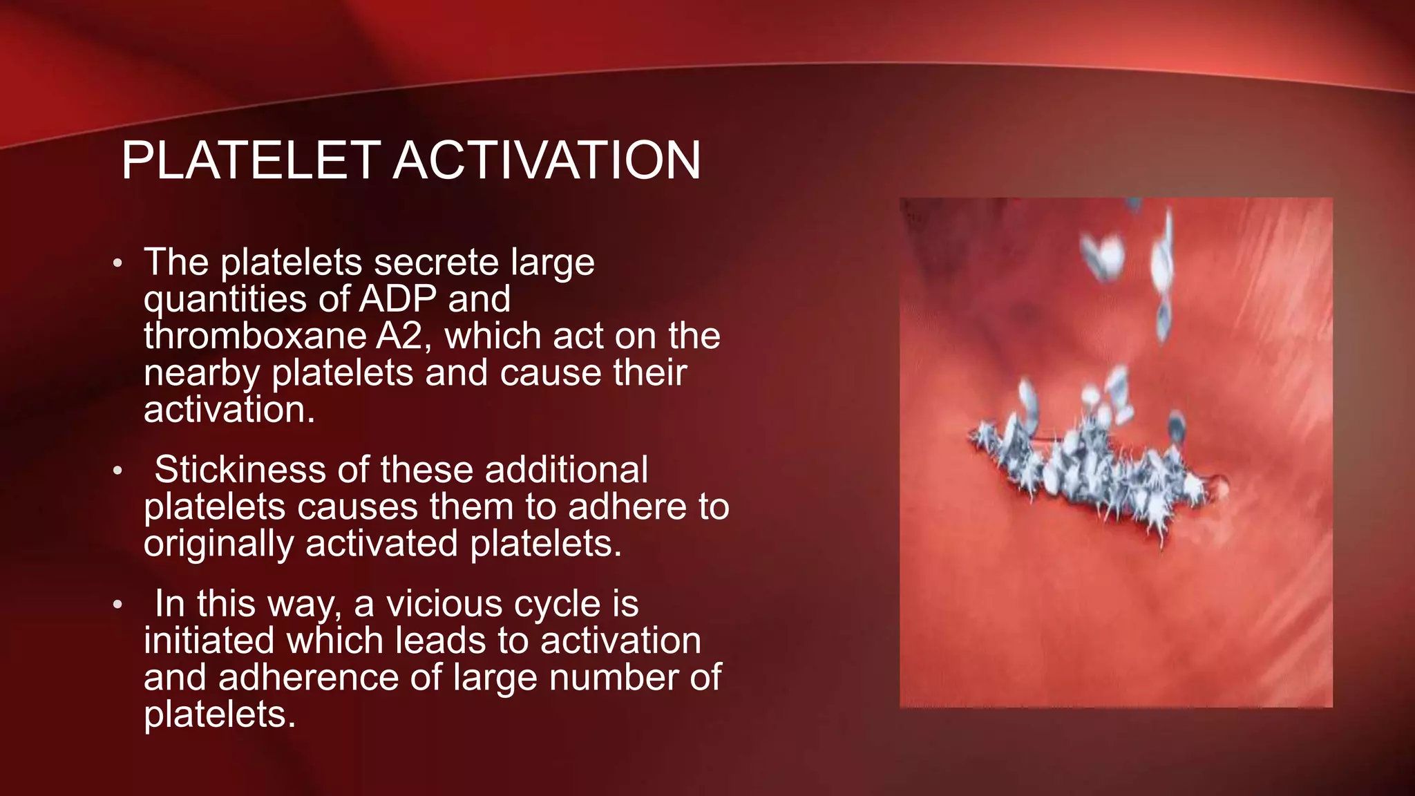 HEMOSTASIS AND ITS STEPS | PPTX