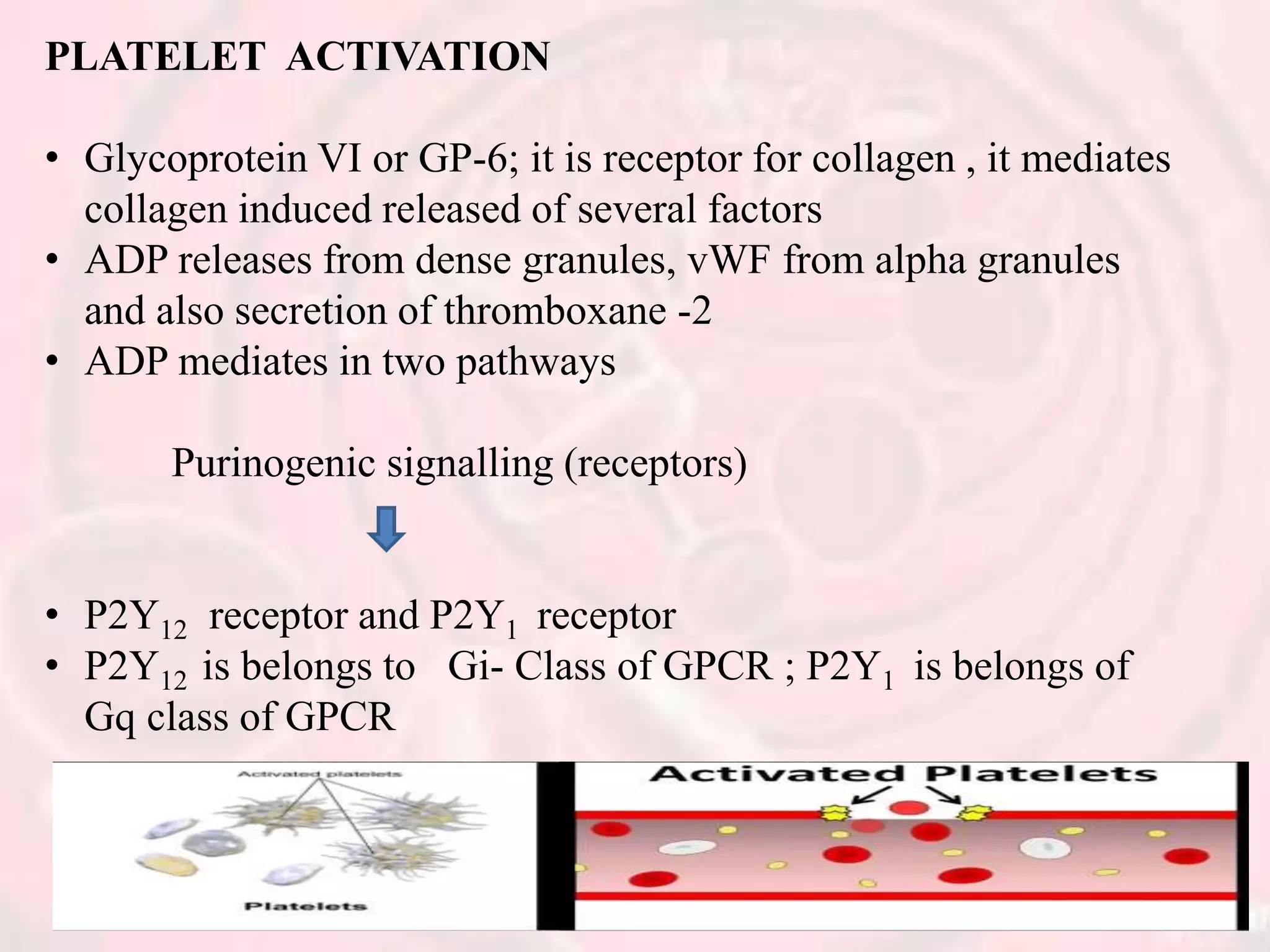 HEMOSTASIS /stages of hemostasis / Formation of platelet plug ...