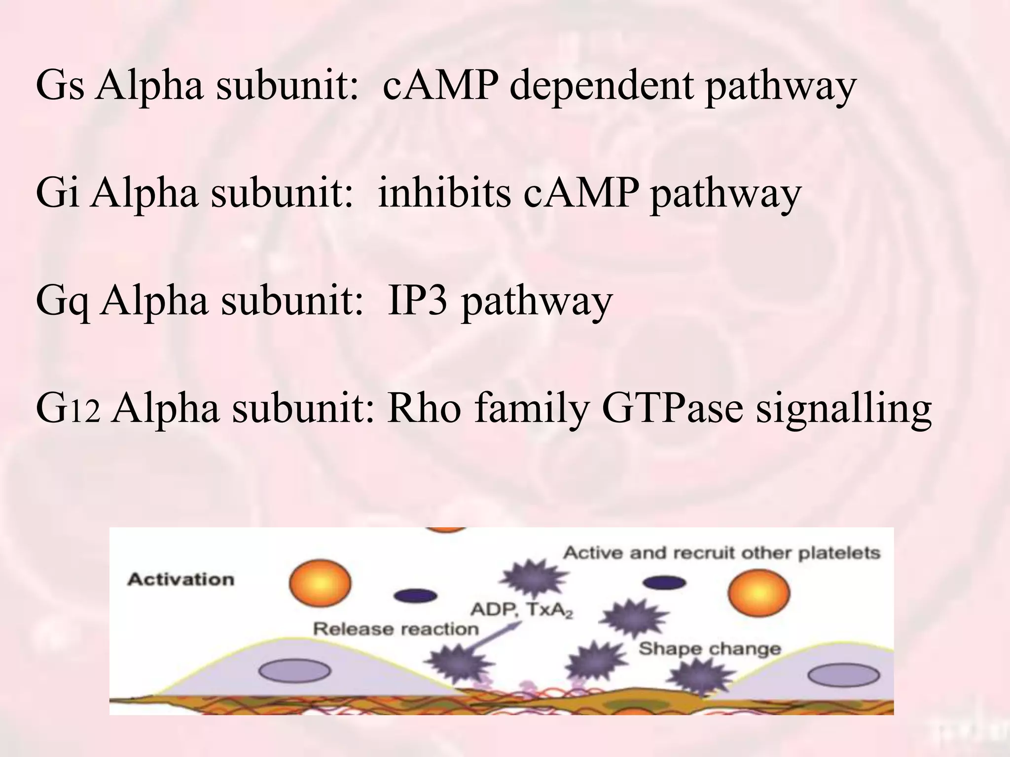 HEMOSTASIS /stages of hemostasis / Formation of platelet plug ...