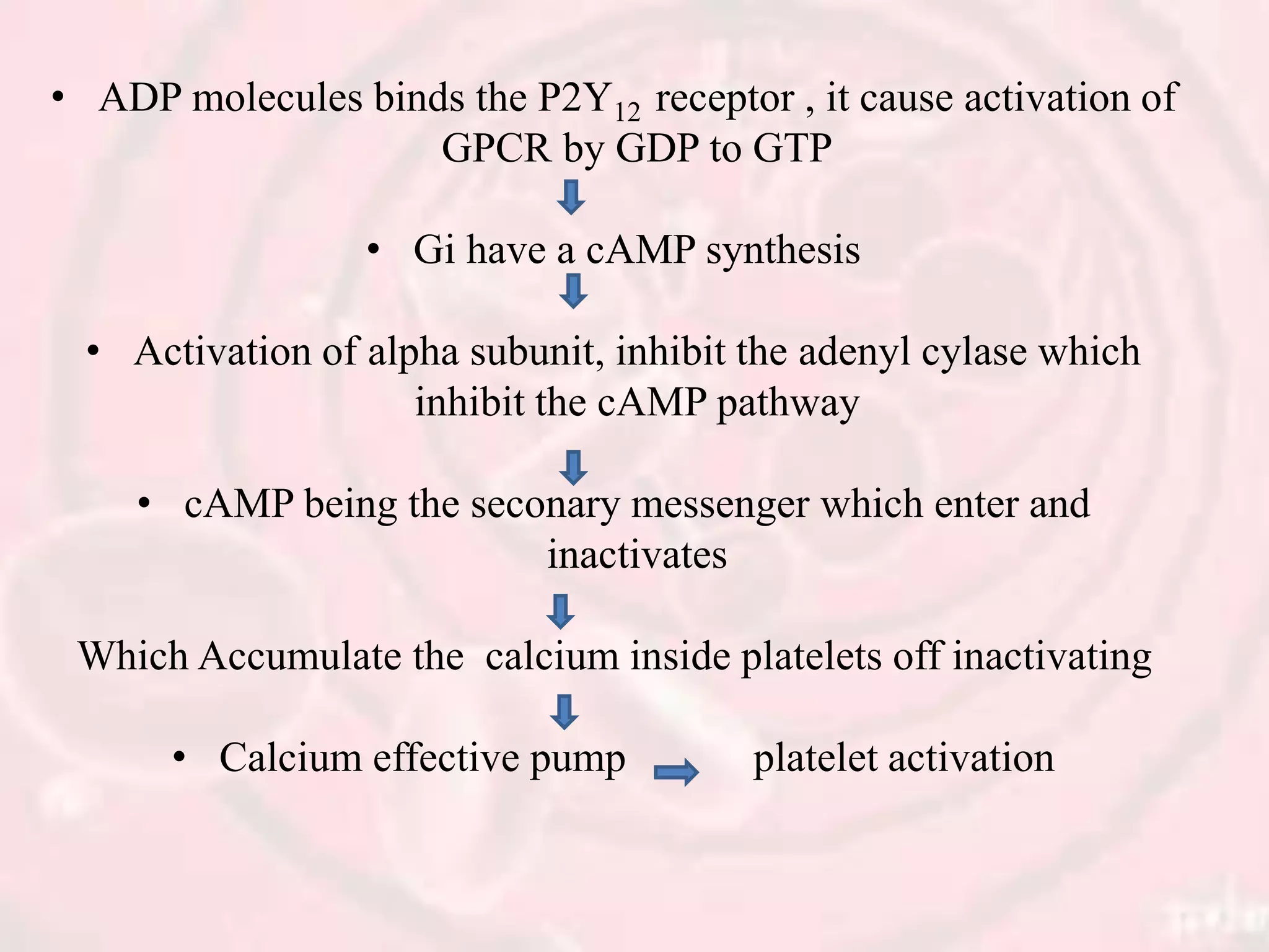 HEMOSTASIS /stages of hemostasis / Formation of platelet plug ...
