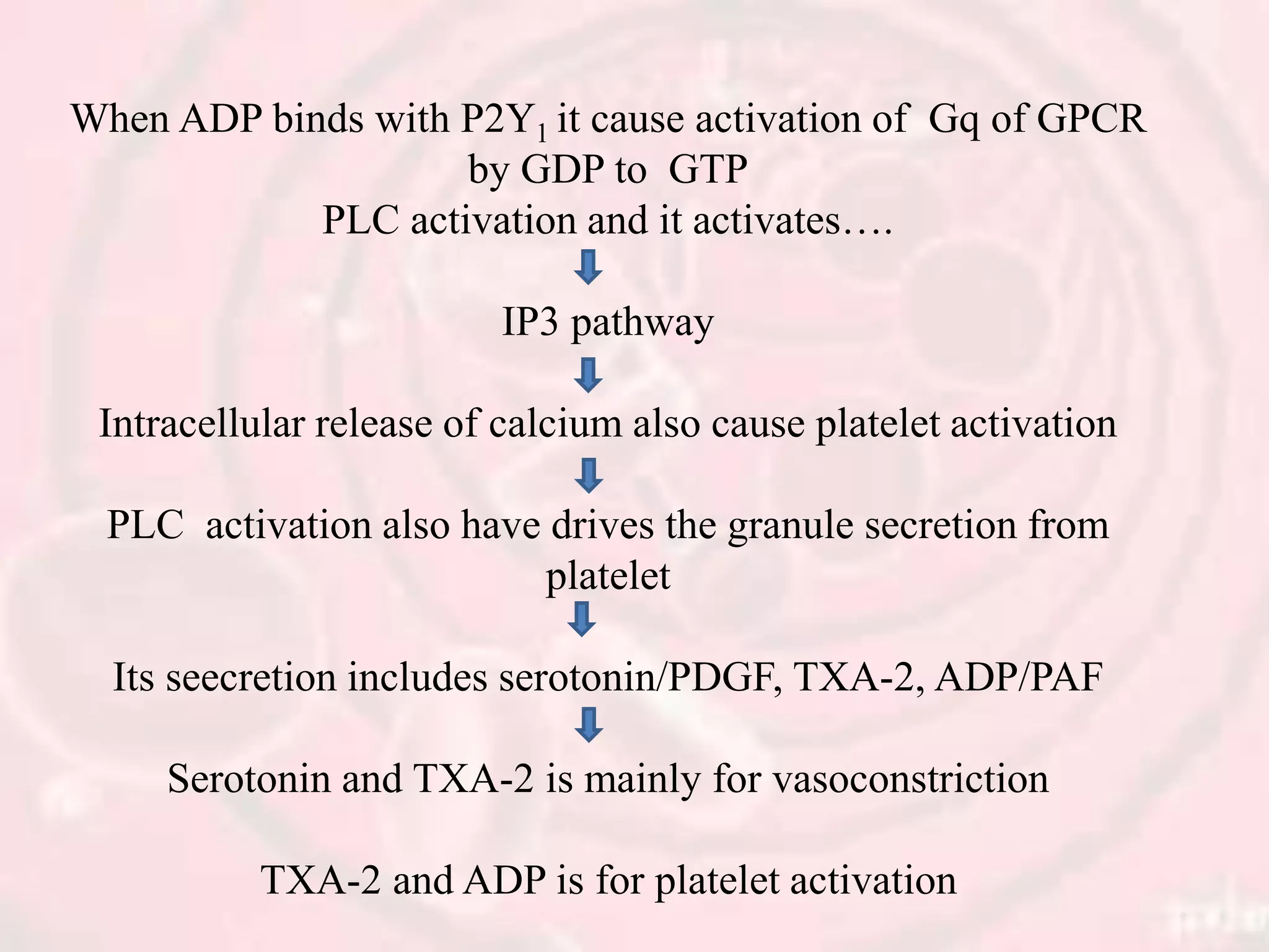 HEMOSTASIS /stages of hemostasis / Formation of platelet plug ...