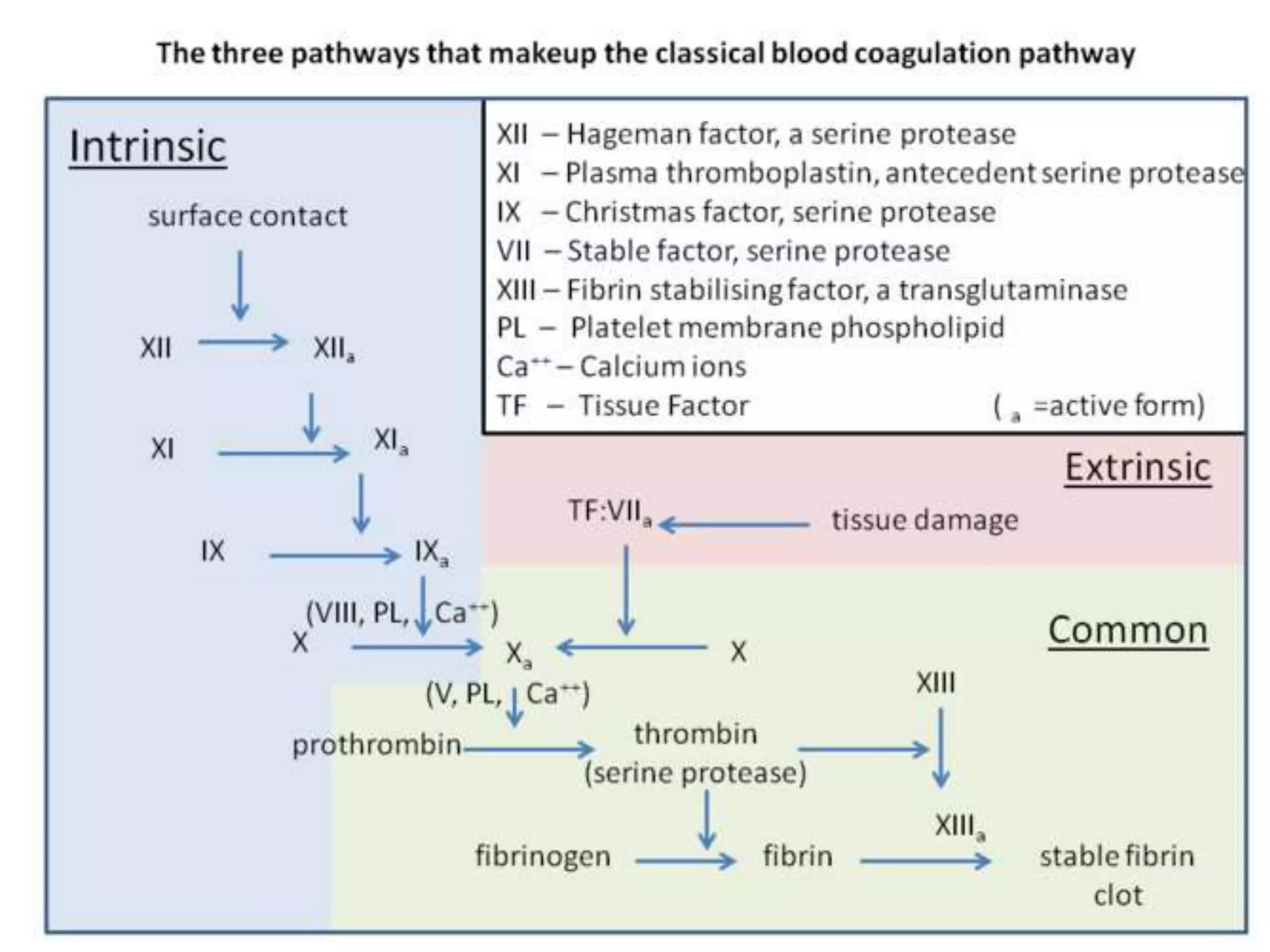 HEMOSTASIS /stages of hemostasis / Formation of platelet plug ...