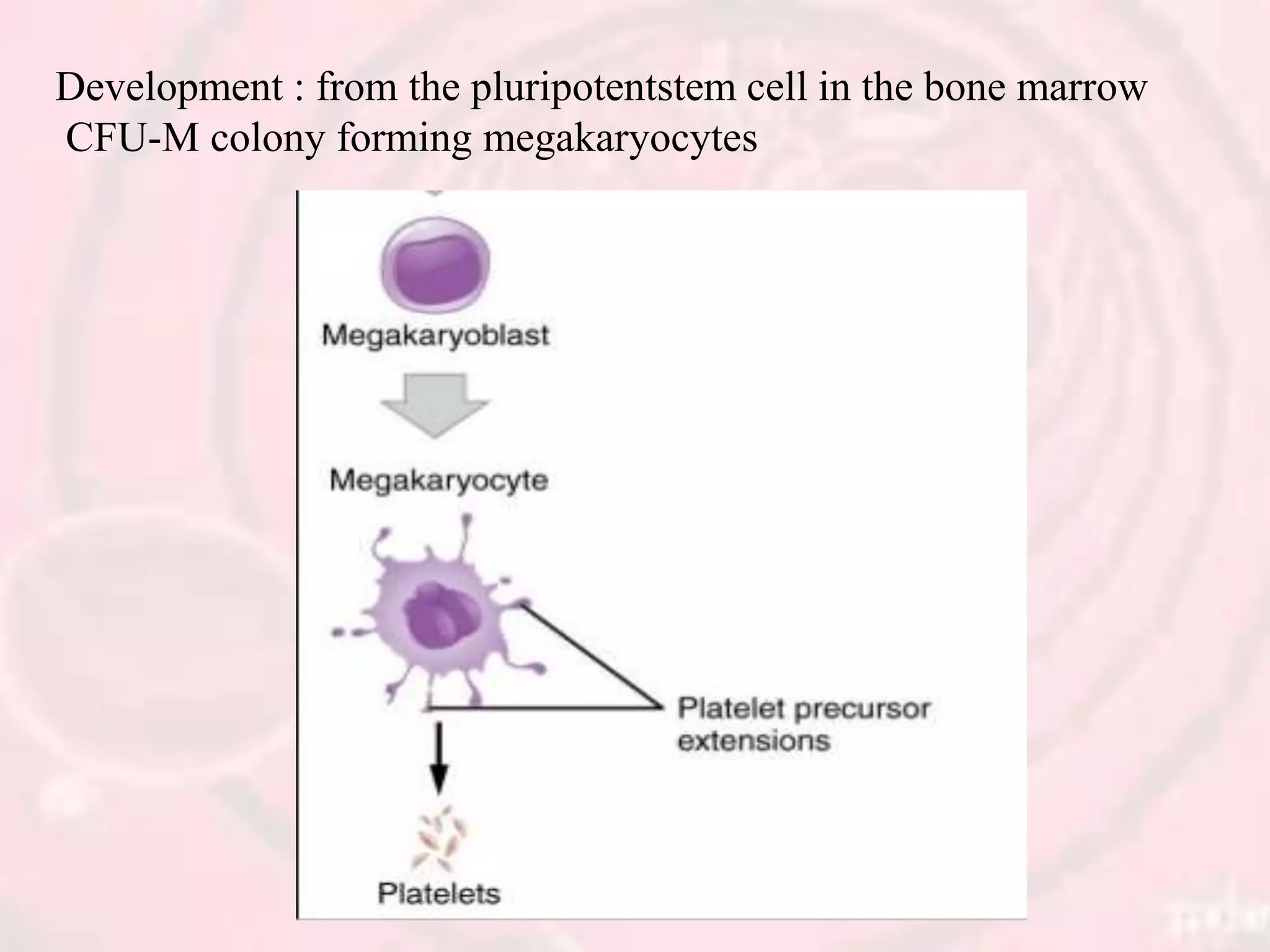 HEMOSTASIS /stages of hemostasis / Formation of platelet plug ...