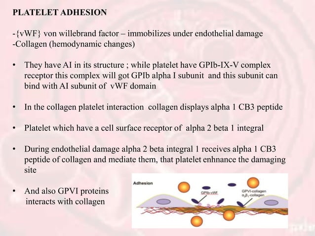 HEMOSTASIS /stages of hemostasis / Formation of platelet plug ...