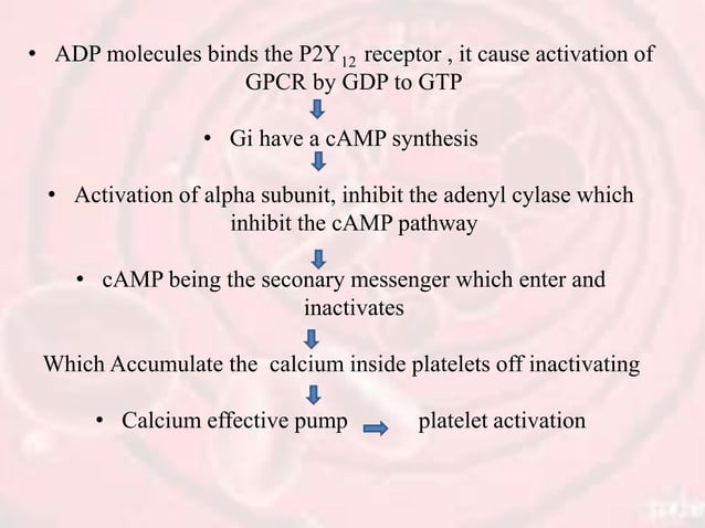 HEMOSTASIS /stages of hemostasis / Formation of platelet plug ...