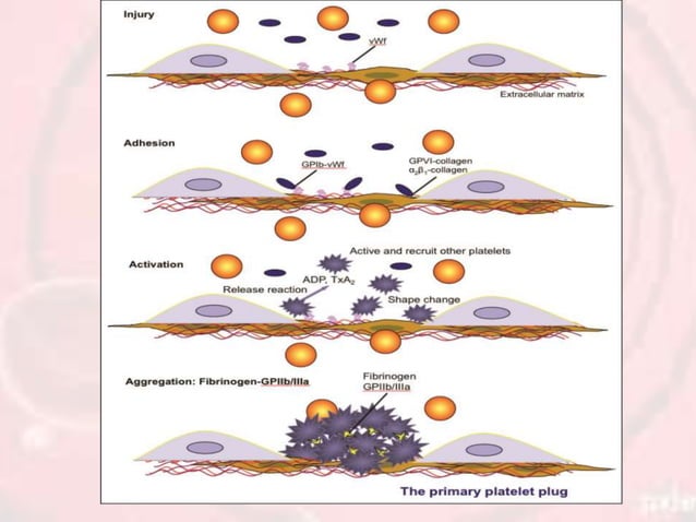 HEMOSTASIS /stages of hemostasis / Formation of platelet plug ...