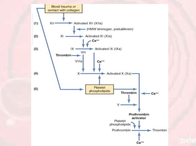 HEMOSTASIS /stages of hemostasis / Formation of platelet plug ...