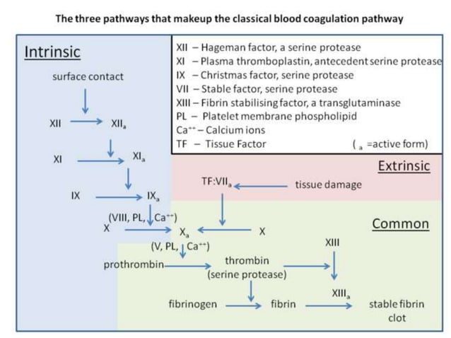 HEMOSTASIS /stages of hemostasis / Formation of platelet plug ...