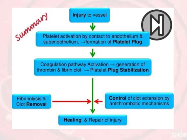 HEMOSTASIS /stages of hemostasis / Formation of platelet plug ...