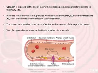HEMOSTASIS /stages of hemostasis / Formation of platelet plug ...
