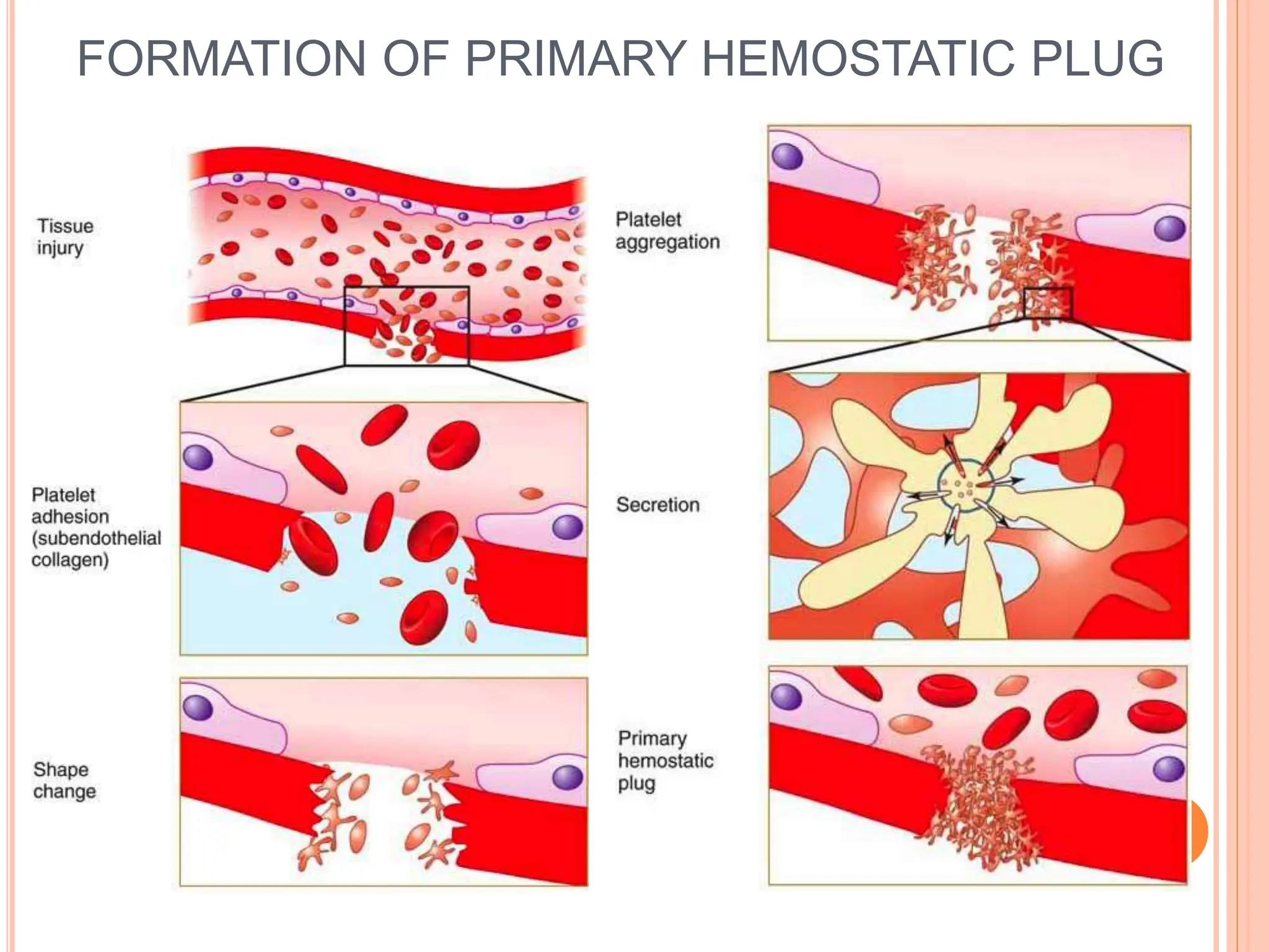 Hemostasis what means and classification | PPT