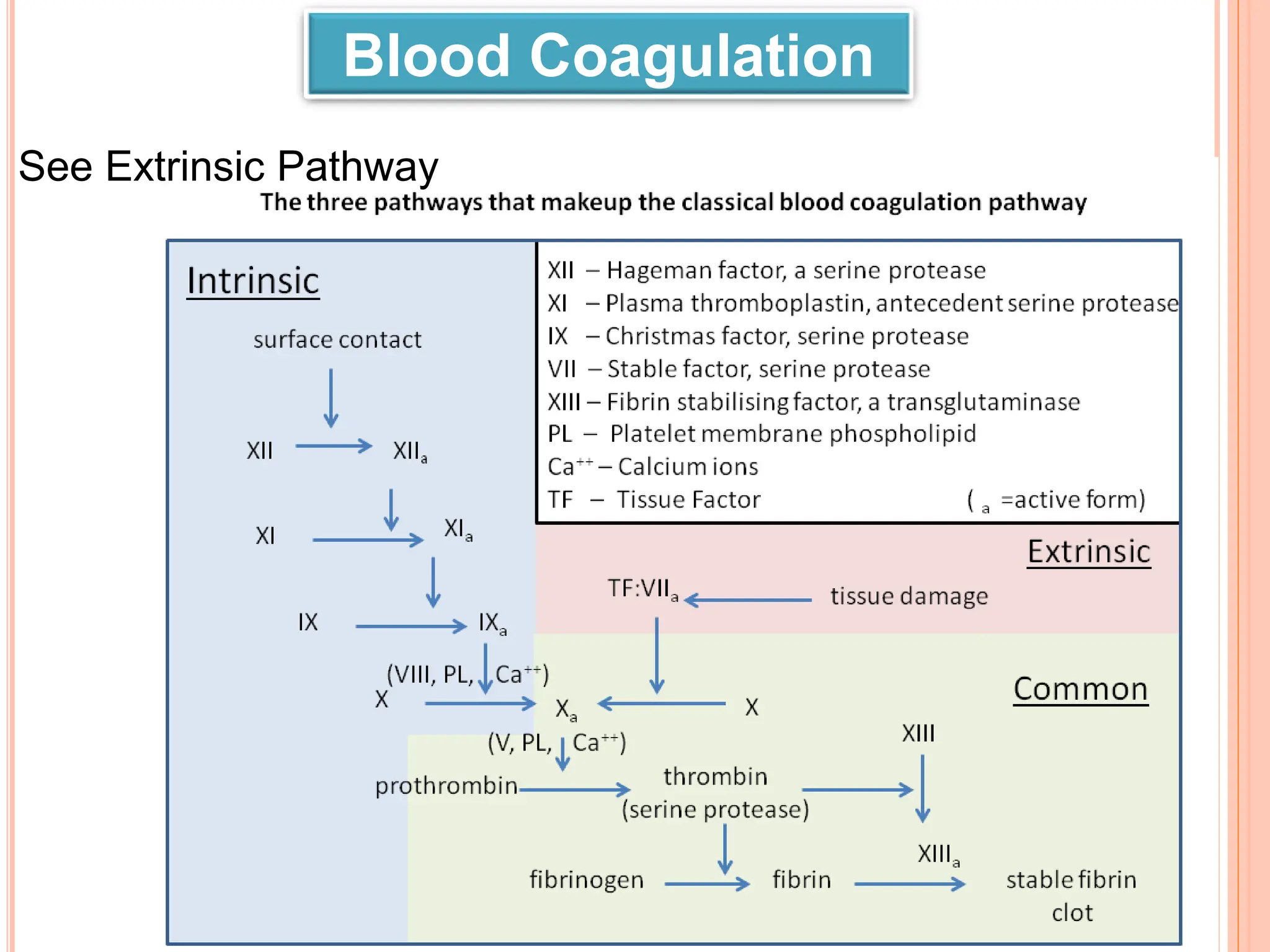 Hemostasis what means and classification | PPT