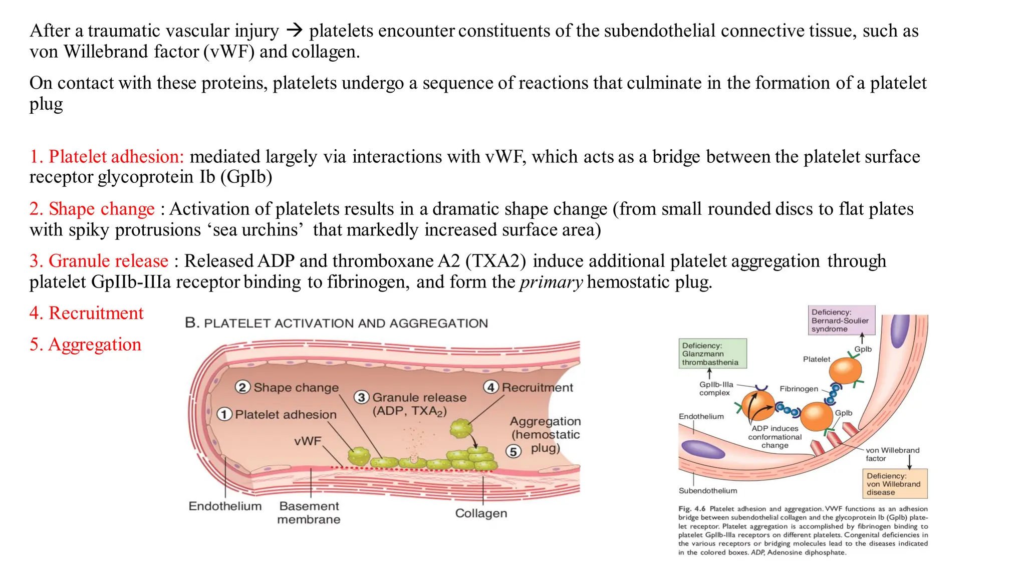 The Physiology of Hemostasis - Basic Sciences | PDF