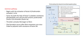 The Physiology of Hemostasis - Basic Sciences | PDF