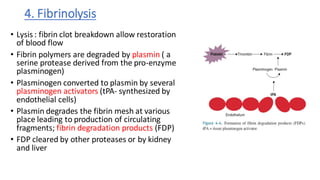 The Physiology of Hemostasis - Basic Sciences | PDF