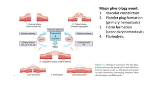 The Physiology of Hemostasis - Basic Sciences | PDF