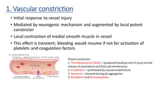 The Physiology of Hemostasis - Basic Sciences | PDF