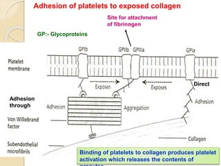 Hemostasis .pptx