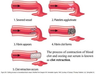 Hemostasis .pptx