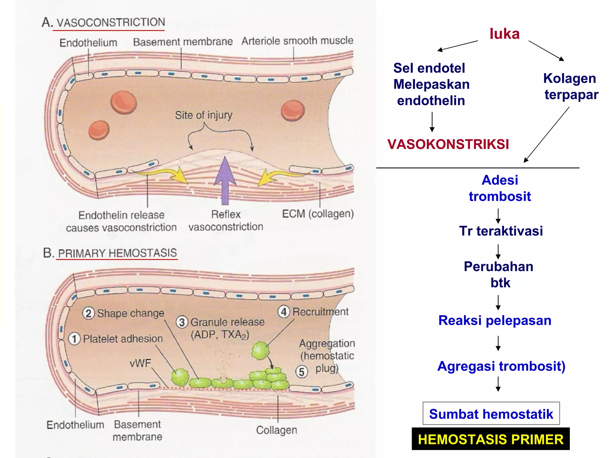Hemostasis uii | PPT