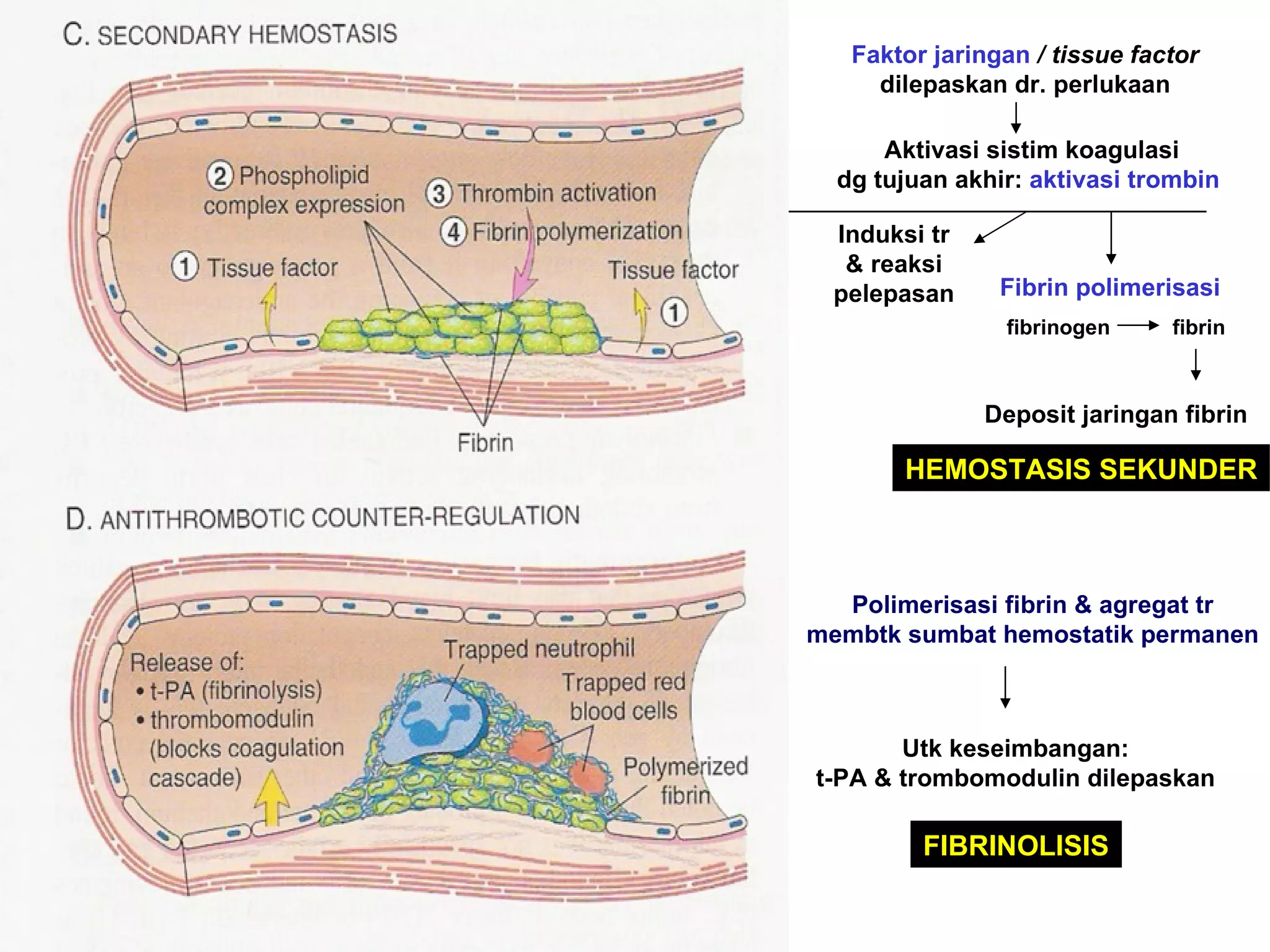 Hemostasis uii | PPT