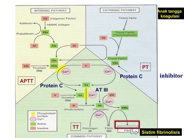 Hemostasis uii | PPT
