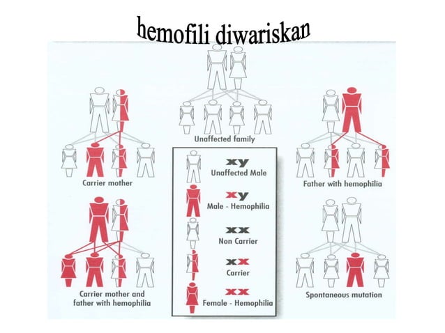 Hemostasis uii | PPT