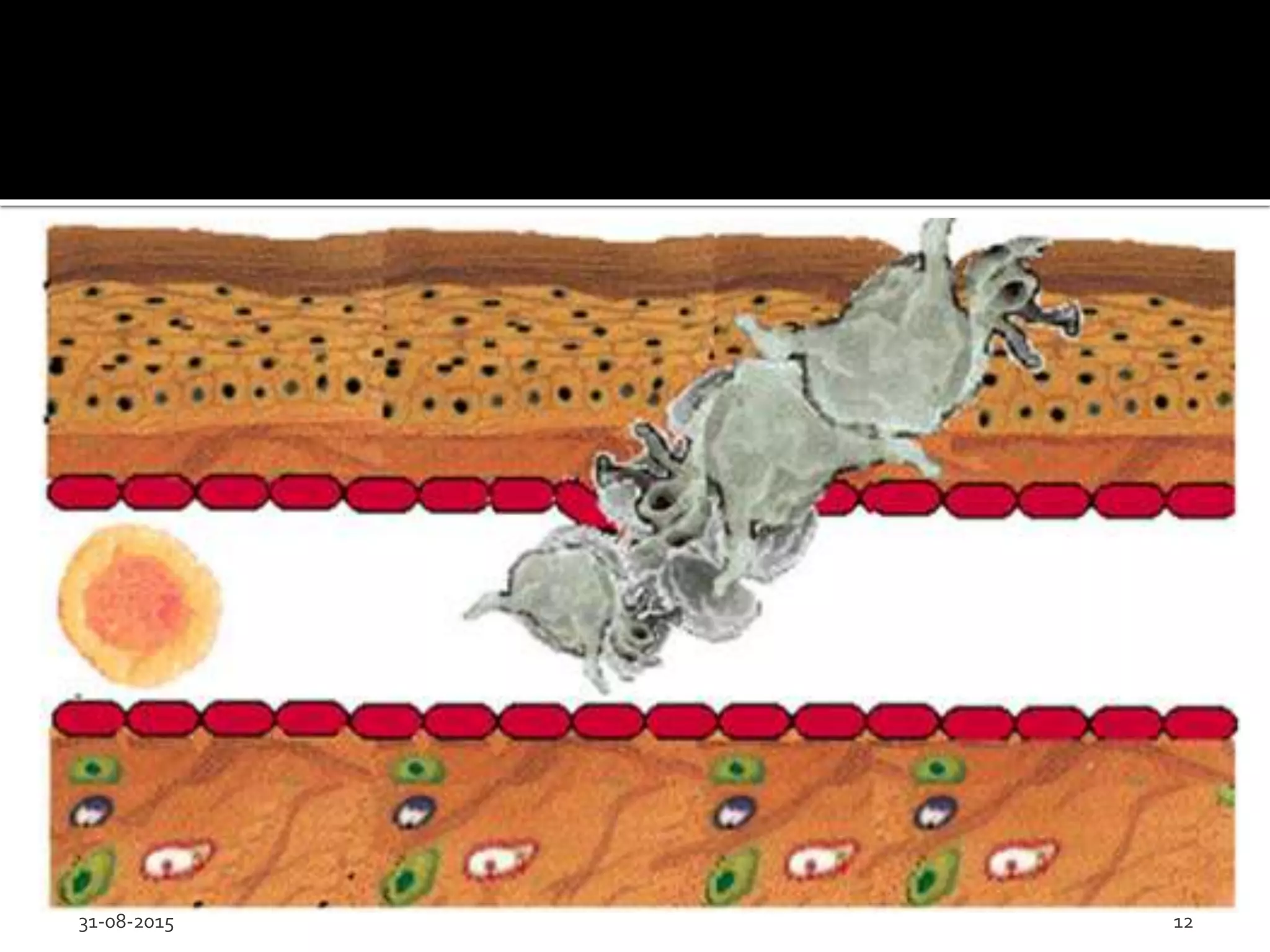 Hemostasis Blood Clotting Pptx