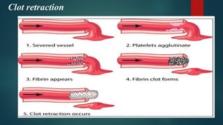 Hemostasis and blood coagulation.p ptx | PPT