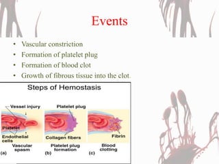 Hemostasis and blood calcium regulation | PPT