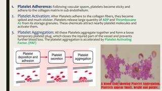 Hemostasis and coagulation faiz khan | PPT