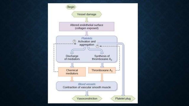 Hemostasis and coagulation of blood For M.Sc & Basic Medical Students ...