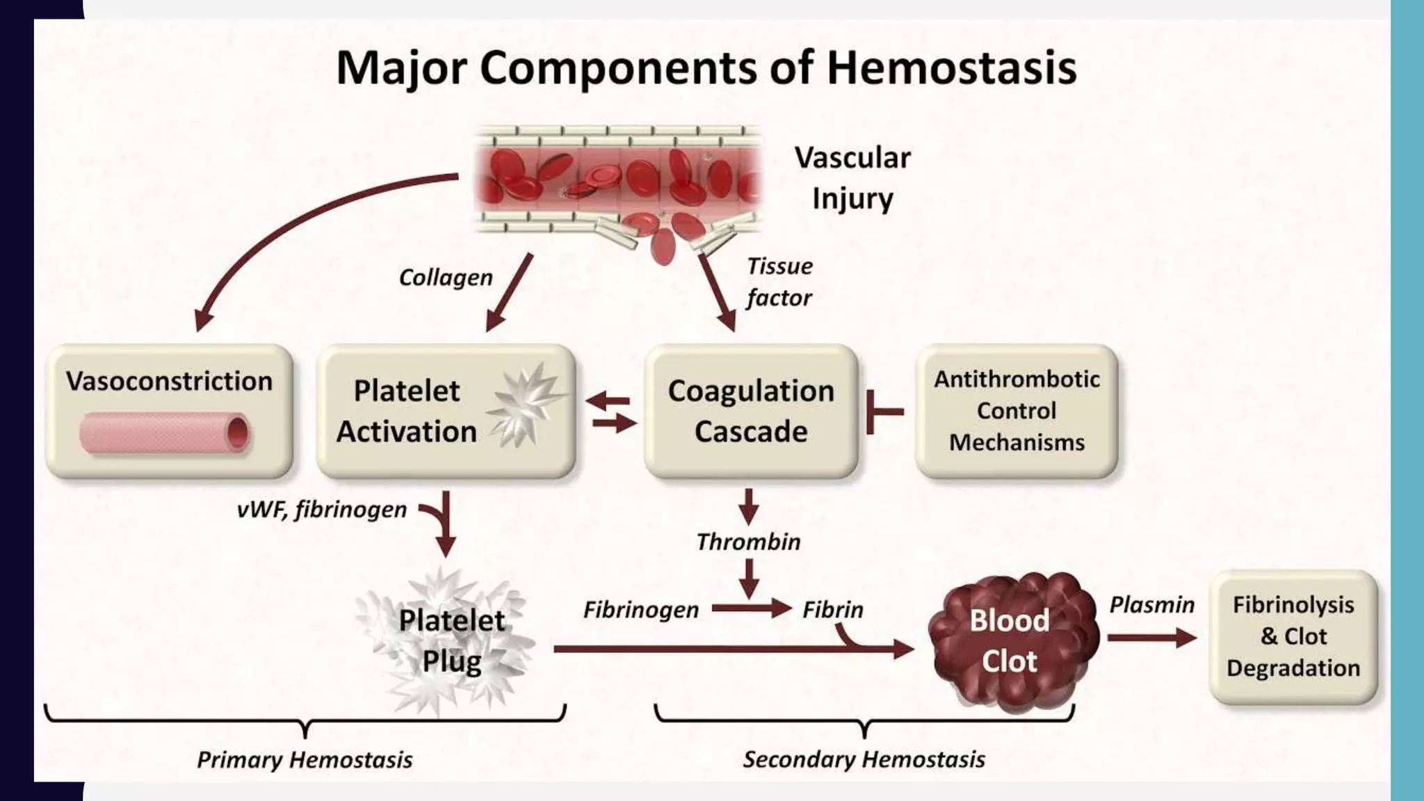 Hemostasis, blood clotting .pptx