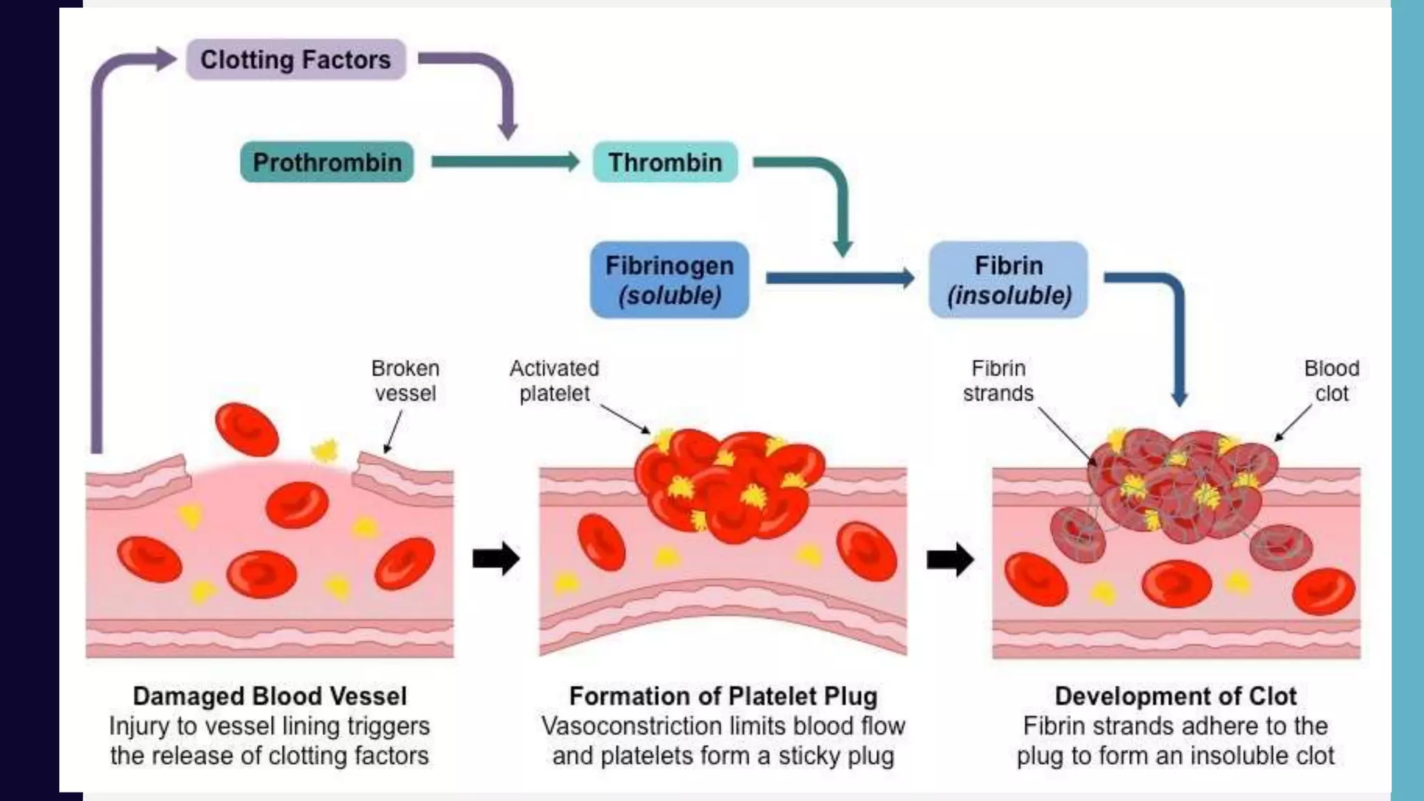 Hemostasis, blood clotting .pptx