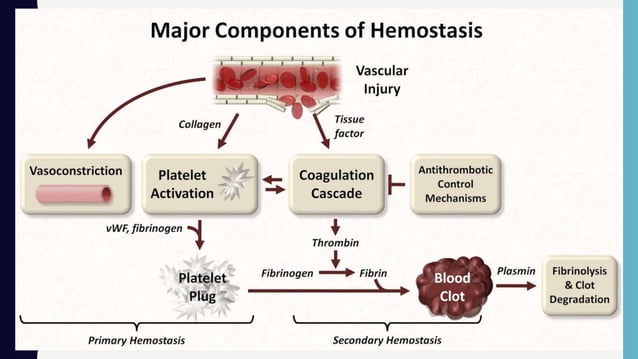 Hemostasis, blood clotting .pptx
