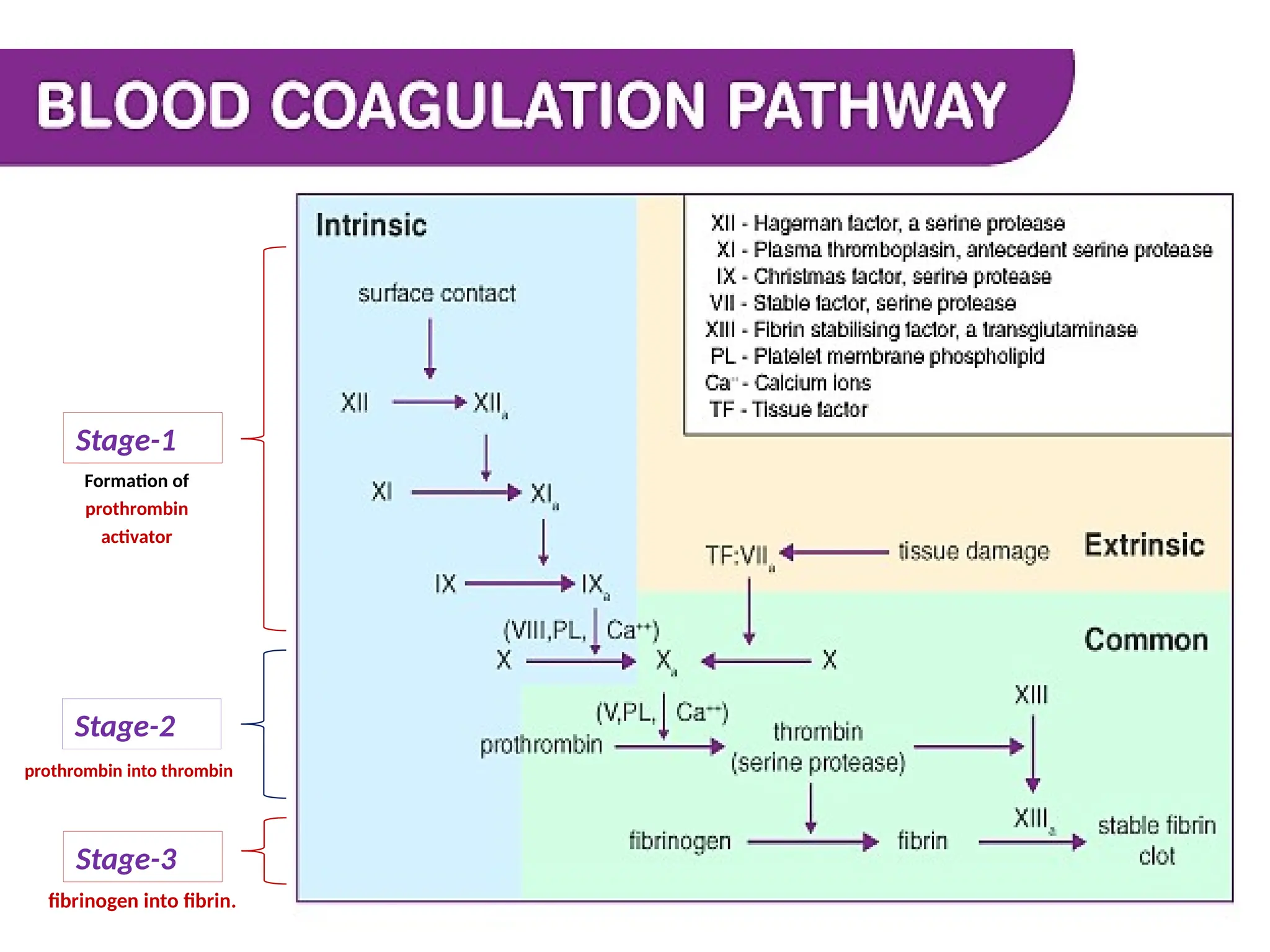 Hemostasis, (Blood clotting), Blood Coagulation, Clot retraction. pptx | PPTX
