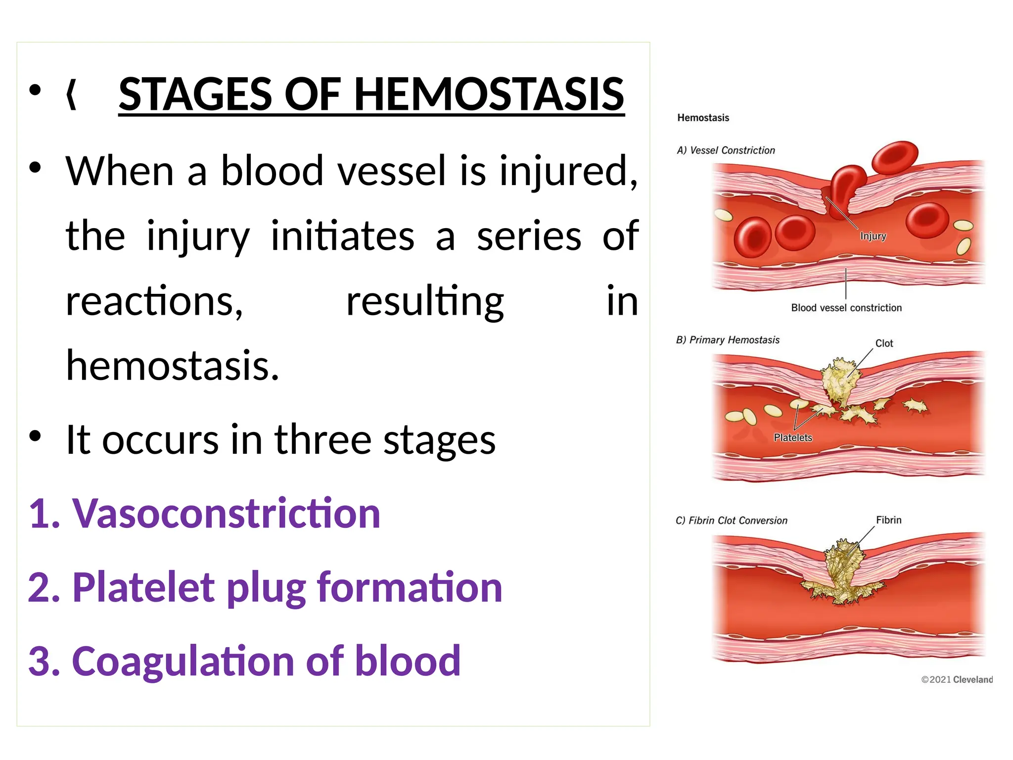 Hemostasis, (Blood clotting), Blood Coagulation, Clot retraction. pptx | PPTX