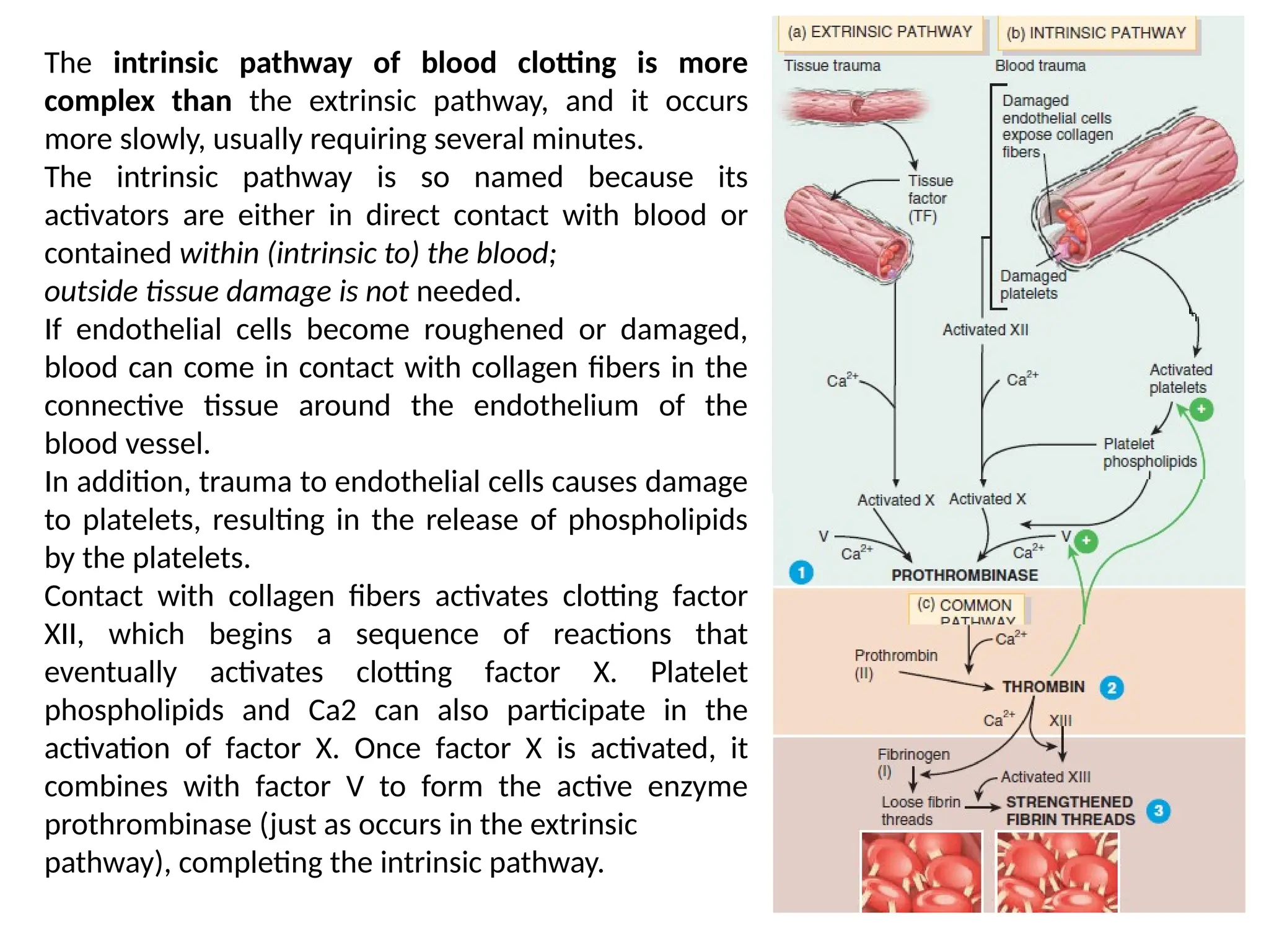 Hemostasis, (Blood clotting), Blood Coagulation, Clot retraction. pptx ...