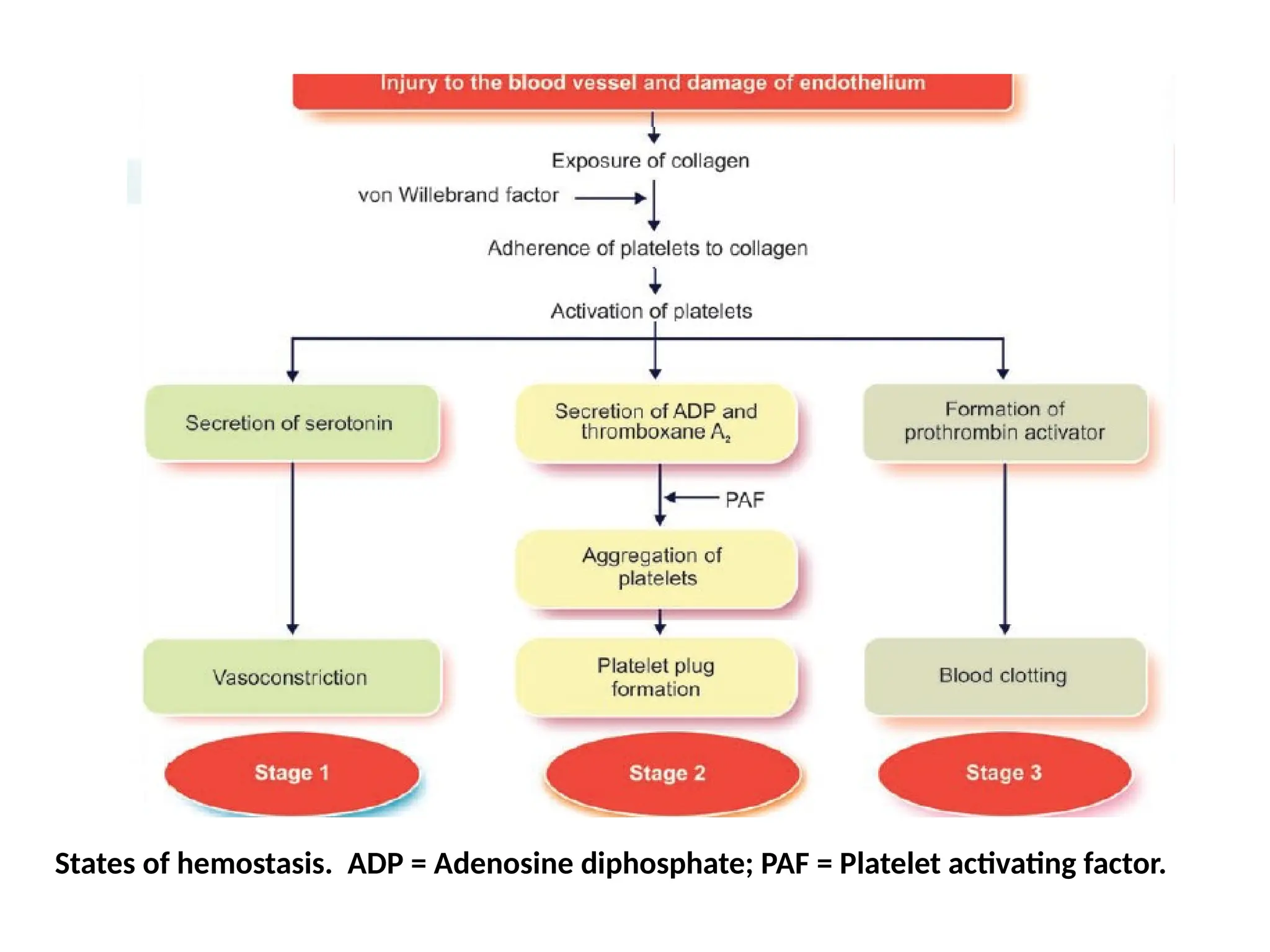 Hemostasis, (Blood clotting), Blood Coagulation, Clot retraction. pptx ...