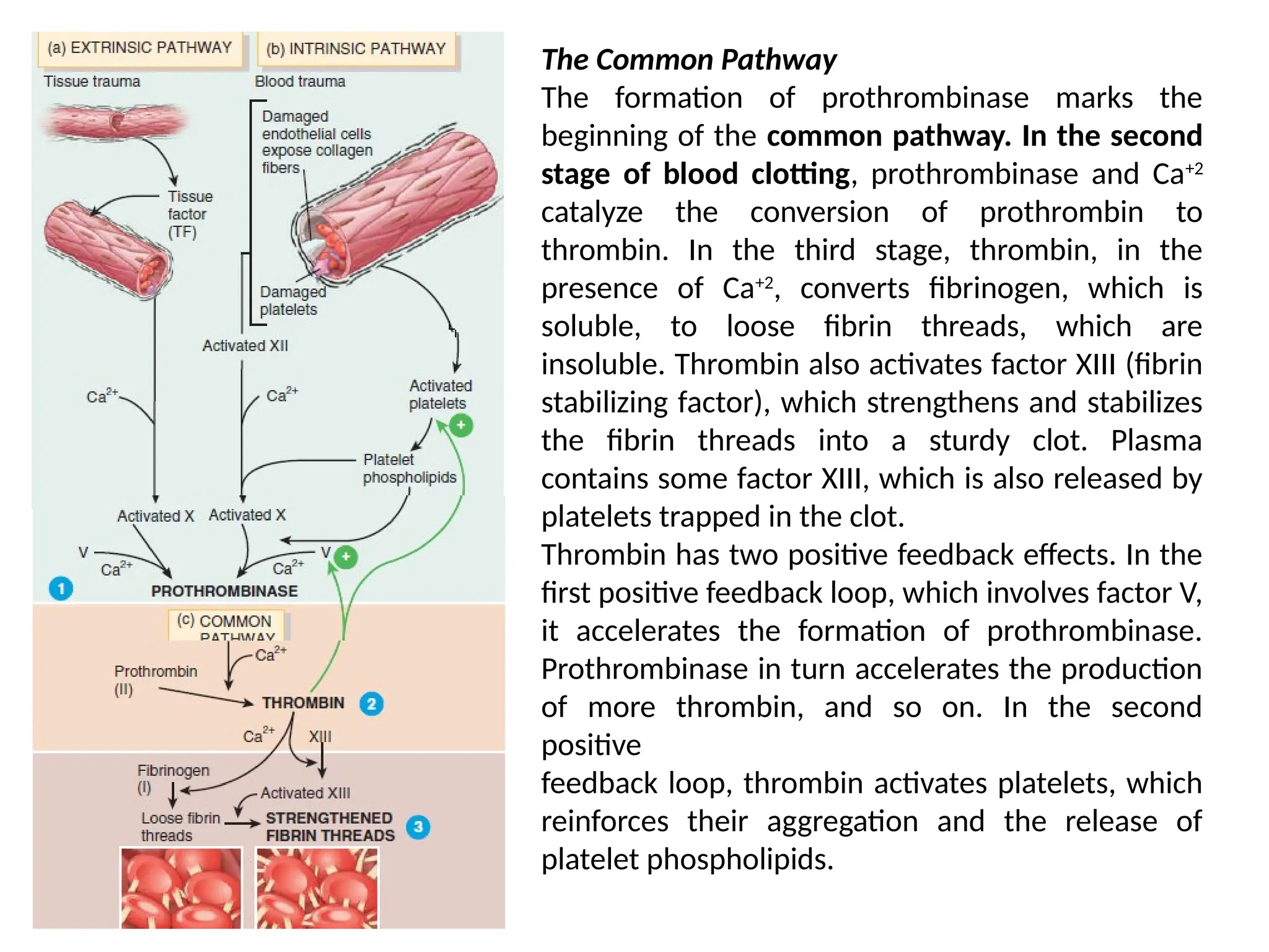 Hemostasis, (Blood clotting), Blood Coagulation, Clot retraction. pptx ...