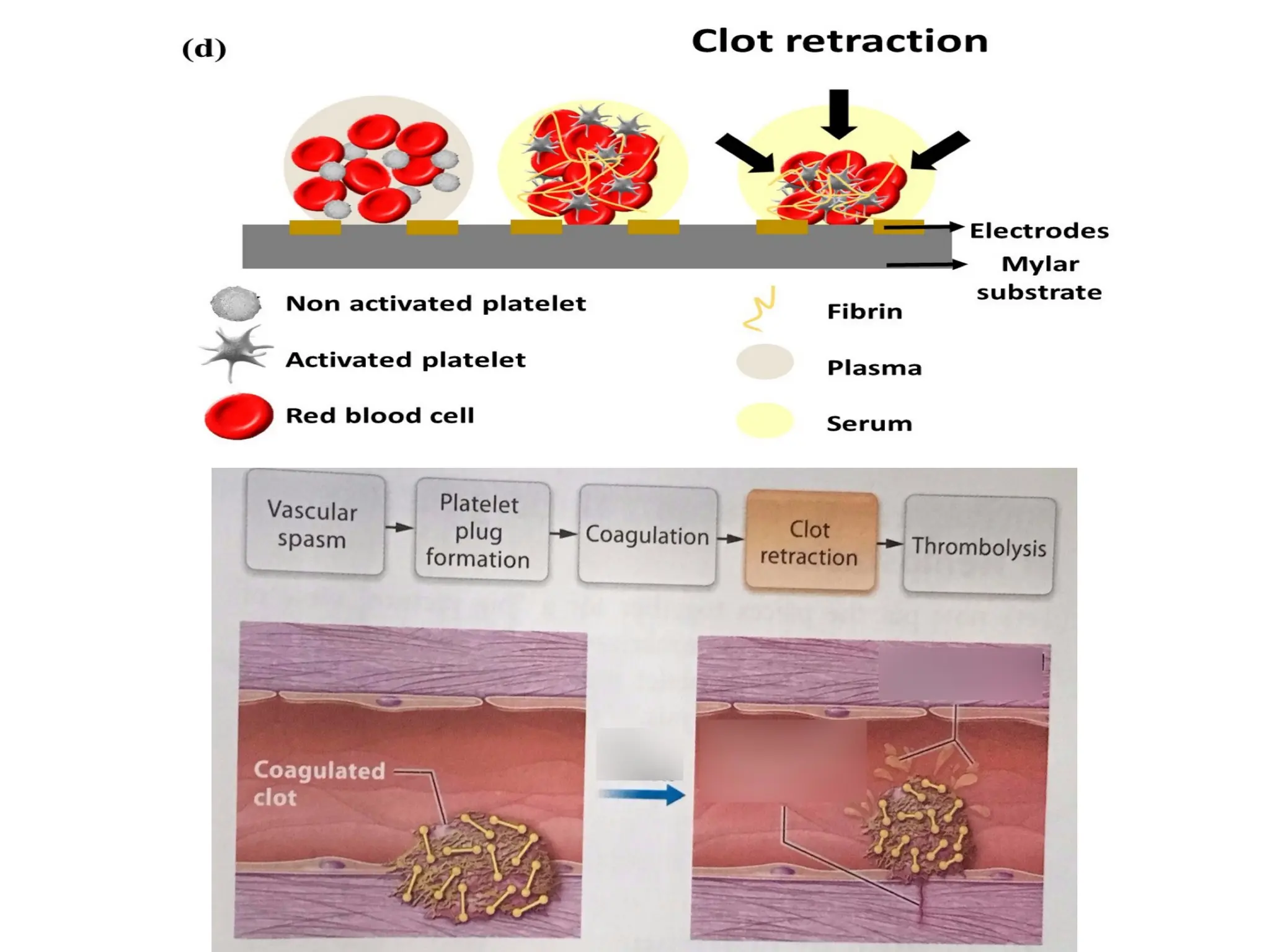 Hemostasis, (Blood clotting), Blood Coagulation, Clot retraction. pptx | PPTX | Blood Disorders ...