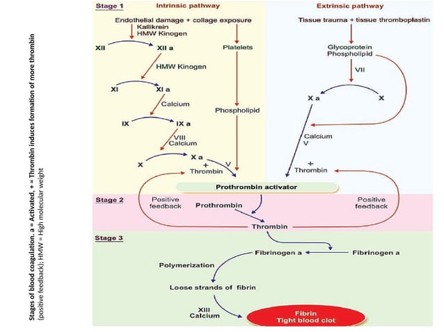 Hemostasis, (Blood clotting), Blood Coagulation, Clot retraction. pptx ...